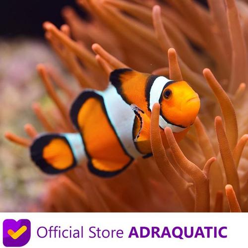 Jual IKAN HIAS AIR LAUT NEMO BADUT CLOWNFISH ANEMONEFISH ORANGE CLOWN ...