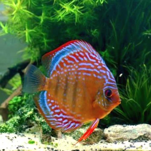 Jual Discus alenquer / alenquer discus / discus merah / discus coklat ...