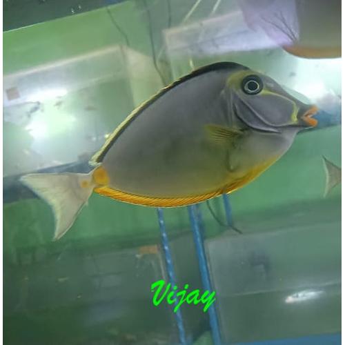 Jual Botana NASO BALI - Ikan Hias Laut / Marine Fish - Kota Depok ...