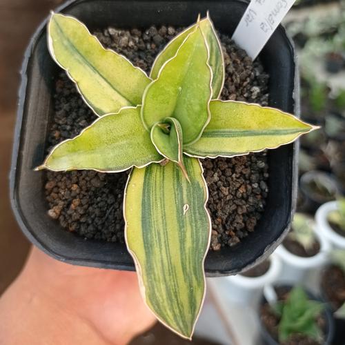 Jual sansevieria somalia twist variegata kaktus sukulen tanaman hias ...