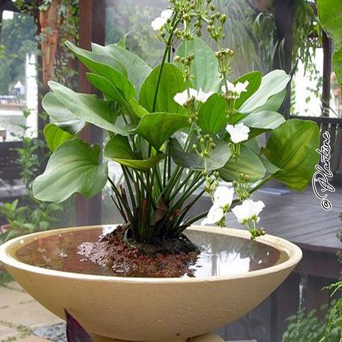 Jual Tanaman Hias Air Bunga Melati Air Putih Water Garden Kolam Ikan ...