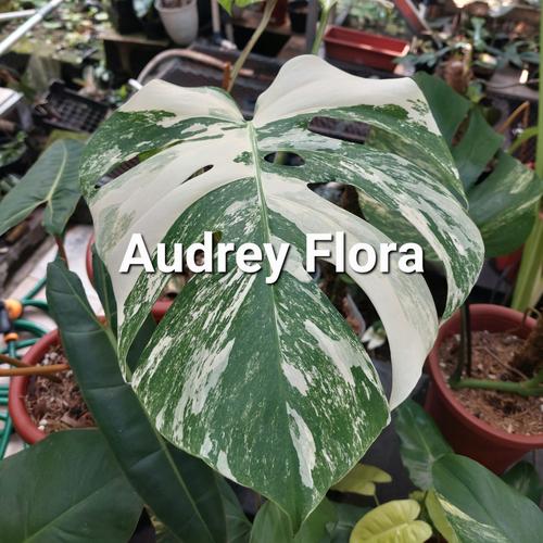 Jual Tanaman Hias Monstera Variegata - monstera variegata - Monvar ...