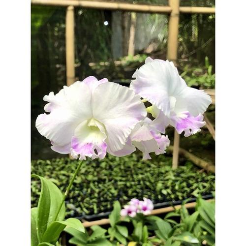 Jual anggrek dendrobium dewasa white comet Thailand - Kota Bogor ...
