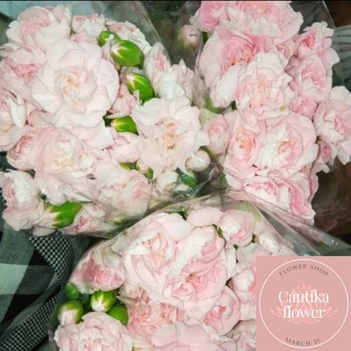 Jual carnation pink soft fresh flower bunga potong tangerang gading ...