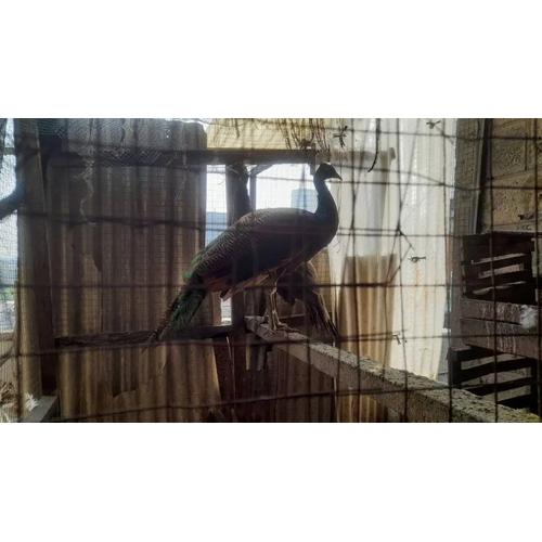 Jual Ayam Merak Biru dan Putih India - Jakarta Selatan - Otomasi_NEW ...