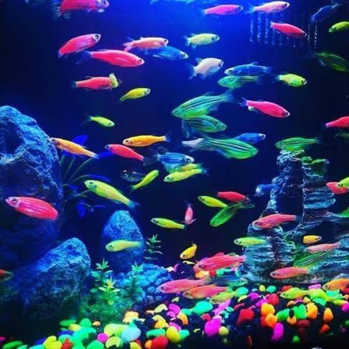 Jual Ikan Hias danio zebra mix warna warni 10 , 50 , 100 ekor - 10ekor ...