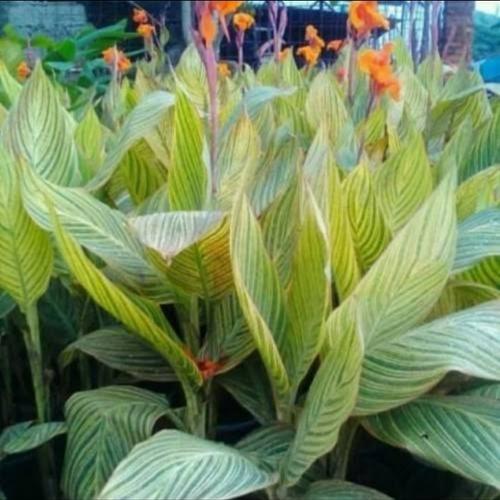 Jual tanaman hias kana bunga - pisang kana - Kab. Bogor - sopian ...