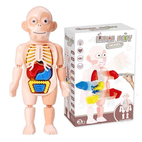 Jual Mainan Edukasi Anak mengenal Organ Manusia Human Body Puzzle - Kab ...