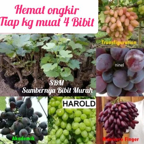 Jual Paket Bibit Anggur Impor - Ninel-Trans-Jupiter-Dixon Hemat Ongkir ...