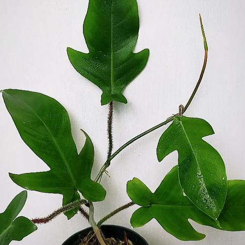 Jual Philodendron Squamiferum | Tanaman Hias | Philo indoor - Kota ...