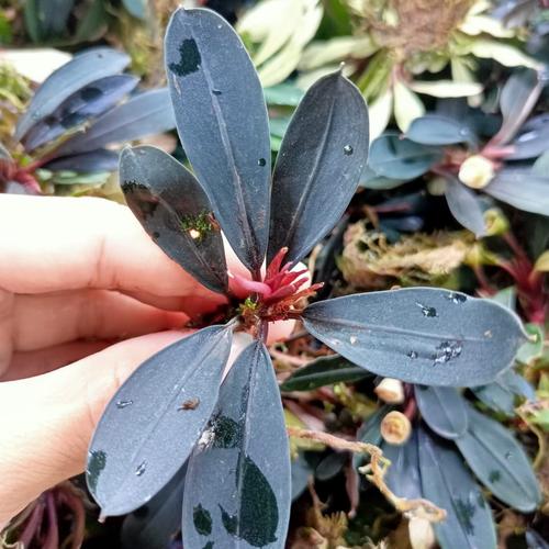 Jual Tanaman aquascape Bucephalandra Sp Pari - Kota Tasikmalaya ...
