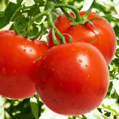 Jual 50 Biji Benih Bibit Tomat Merah Besar Big Red Tomato - Jakarta ...