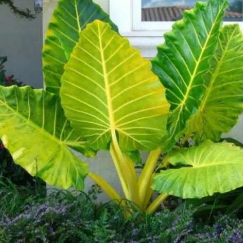 Jual tanaman hias talas sente langka - Kab. Pangandaran - Tumbuhan hias ...