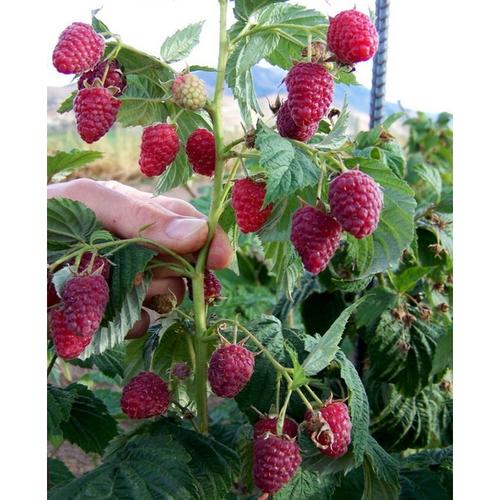 Jual Bibit Tanaman Buah Raspberry Merah - Tanaman Berry - Kota Batu ...