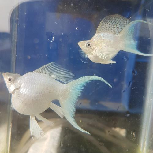Jual ikan molly moli balon platinum lyretail - Jakarta Barat - bless ...