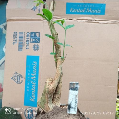 Jual paket 5 pohon mentaos atau bintaos - Kota Cilegon - aziz dongkel ...