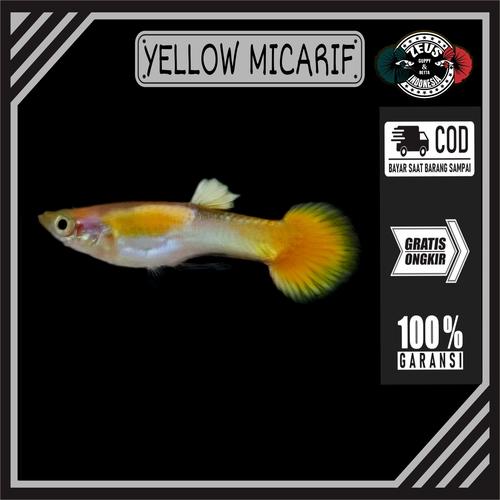 Jual Ikan Hias Guppy Yellow Micarif Sepasang hiasan akuarium - betina - Kab. Demak - Zeus Guppy ...