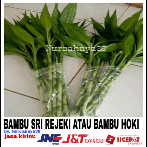 Jual BAMBU SRI REJEKI (BAMBU HOKI) Daun Rimbun dan berakar - Kota Depok ...
