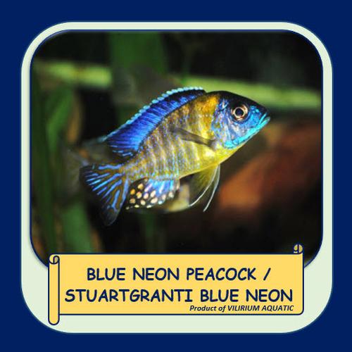 Jual IKAN HIAS AIR TAWAR - BLUE NEON PEACOCK aka STUARTGRANTI CICHLID ...