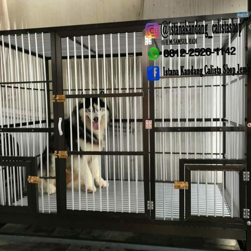 Jual KANDANG ANJING SIBERIAN HUSKY / HUSKY HIMALAYA /HUSKY LOKAL - Kab ...