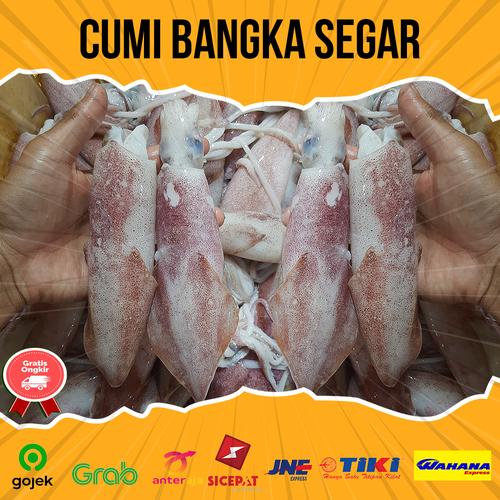 Jual Cumi Segar Bangka Besar @1Kg / Cumi Bangka Jumbo Frozen Premium ...