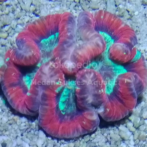 Jual #1A Otakan Bali Brain Coral Trachyphillia Karang Otak Rumah Nemo ...