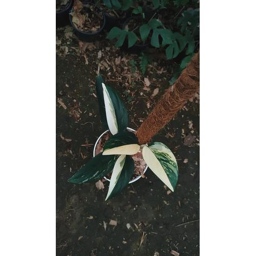 Jual monstera standleyana variegata putih - Kab. Bogor - Bogor ...