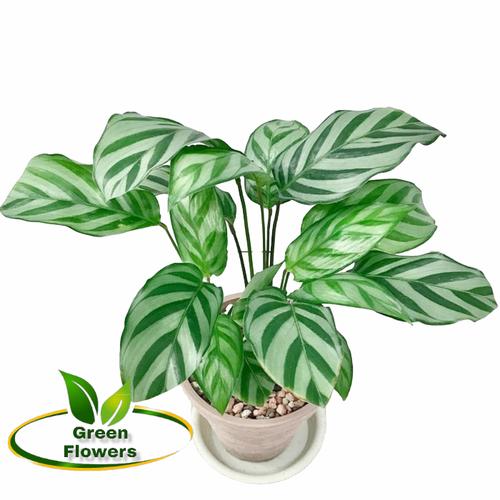 Jual POHON CALATHEA FREDDIE / TANAMAN HIAS CALATHEA - Kota Depok ...