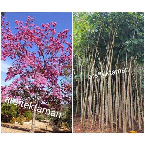 Jual (BISA COD) TANAMAN TABEBUYA ROSEA BUNGA PINK 3 METER -SAKURA ...