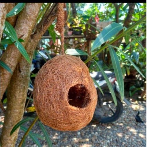 Jual SUSUH MANUK KANDANG BURUNG SERABUT KELAPA BIRD NEST GLODOK BURUNG ...