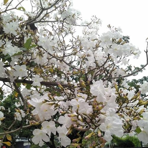 Jual tanaman bunga tabebuya putih tinggi 1 meter - Kab. Bogor - LESTARI ...