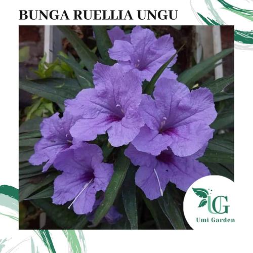 Jual 10 Biji Benih Bunga Kencana Ungu Ruellia mini Ungu - Kab. Sumedang ...