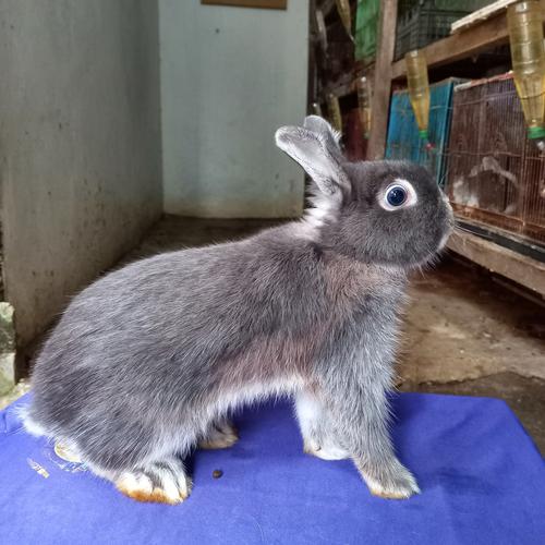 Jual Kelinci mini Netherland Dwarf-ND jantan dewasa (5). - Kota Depok ...