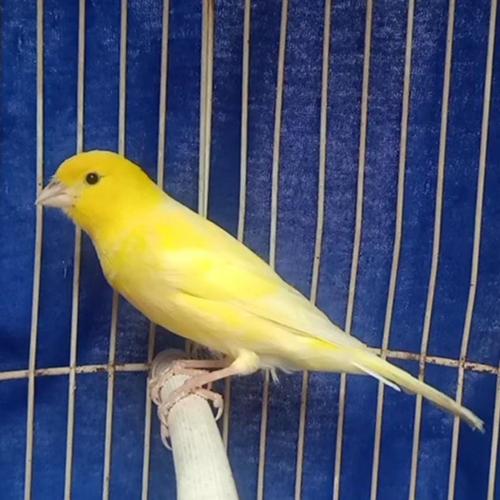 Jual burung kenari loper kuning extra joos gacor - Jakarta Barat ...