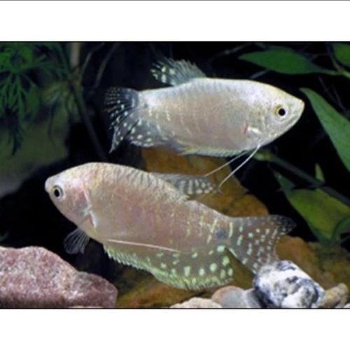 Jual ikan sepat mutiara / sepat albino / sepat putih / ikan hias ...