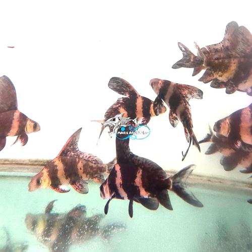 Jual IKAN HIAS CHF TANKMATE IKAN CHINESE HIGH FIN - Jakarta Barat ...