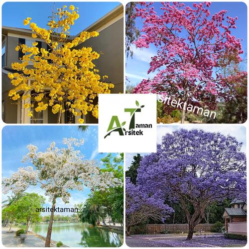 Jual TANAMAN TABEBUYA TINGGI 2 METER 4 JENIS VARIASI BUNGA - TABEBUIA ...