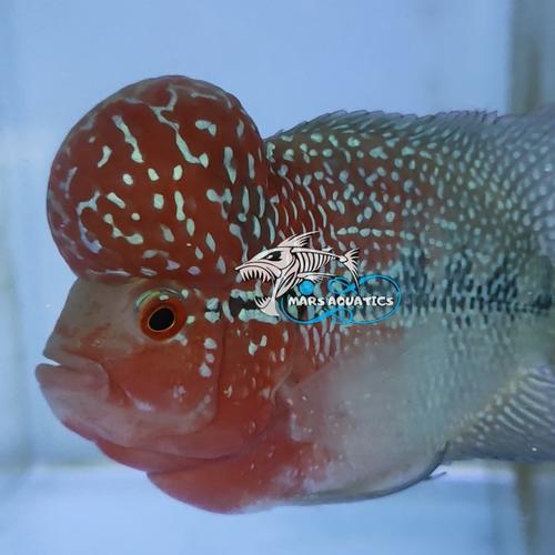Promo IKAN HIAS IKAN LOUHAN GOODMARKING RED CICHLID Cicil 0% 3x ...