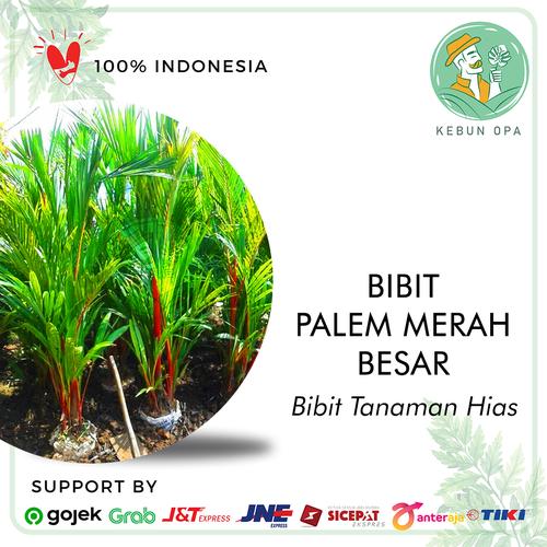 Jual Tanaman Hias Palem Merah / Palm Ukuran Besar - Pohon Pinang Merah ...