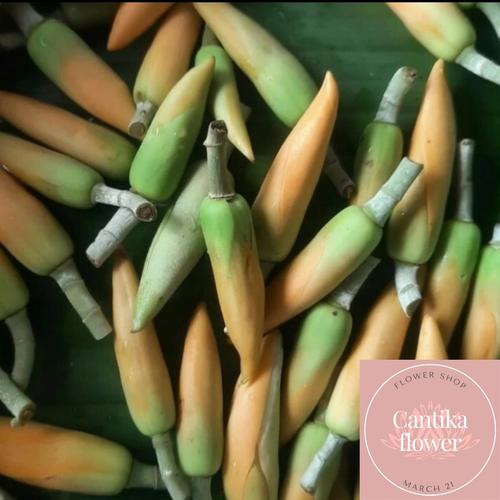 Jual Bunga Kantil Kuning & Putih Asli Segar - Jakarta Barat - Cantika ...