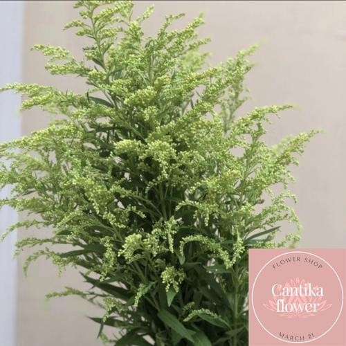 Jual Daun Bunga Solidago Isi 10 Tangkai Asli Fresh Flower - Jakarta Barat - Cantika Flower ...
