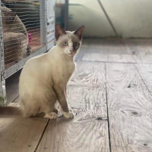 Harga Kucing Siam