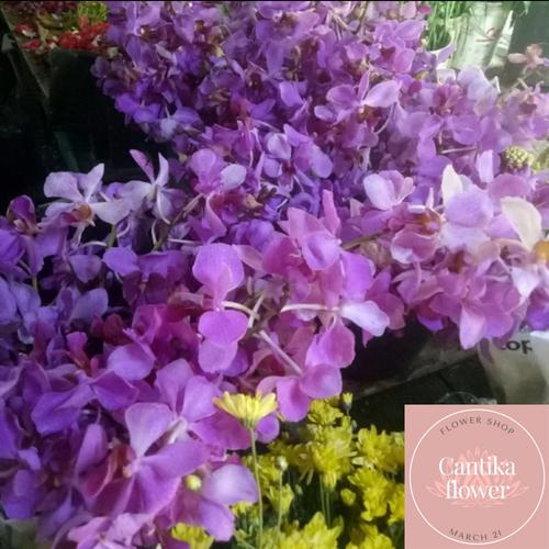 Jual Bubga Anggrek Ungu Vanda Douglas Asli Fresh Flower - Jakarta Barat ...