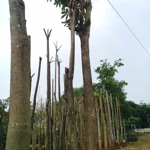 Jual pohon pule besar tunggal dan gruping - Kab. Bogor - Adiba taman ...