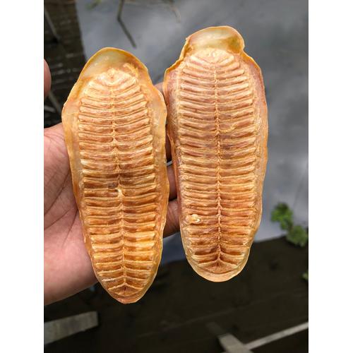 Jual Ikan Tempel Asli dari Kalimantan Kualitas Istimewa Langka - Kab ...