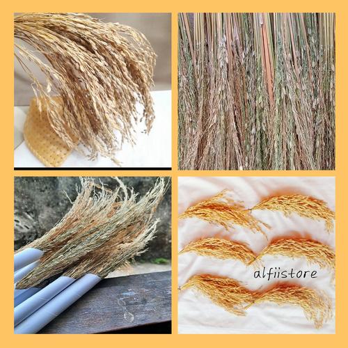 Jual merang ketan hitam (penangkal ilmu hitam) - padi ketan, 1 ikat ...