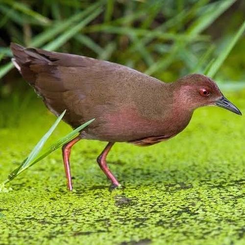 Jual BURUNG HIAS TIKUSAN MATA MERAH/SINTAR MERAH BURUNG HIAS AVIARY ...