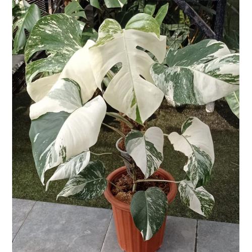 Jual Monstera Variegata Varigata Monvar Ekonomis Real Pict Tanaman Hias ...