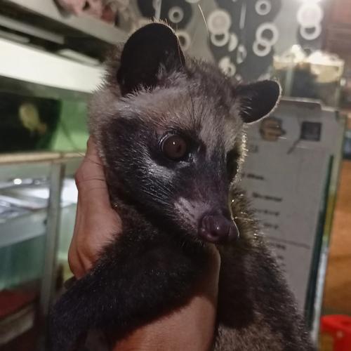 Jual musang pandan - Kab. Bogor - aj-petstore-gallery | Tokopedia