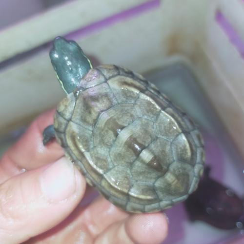 Jual kura kura chinemys revisi cerah 5cm - Kab. Belitung - Laskar kura ...